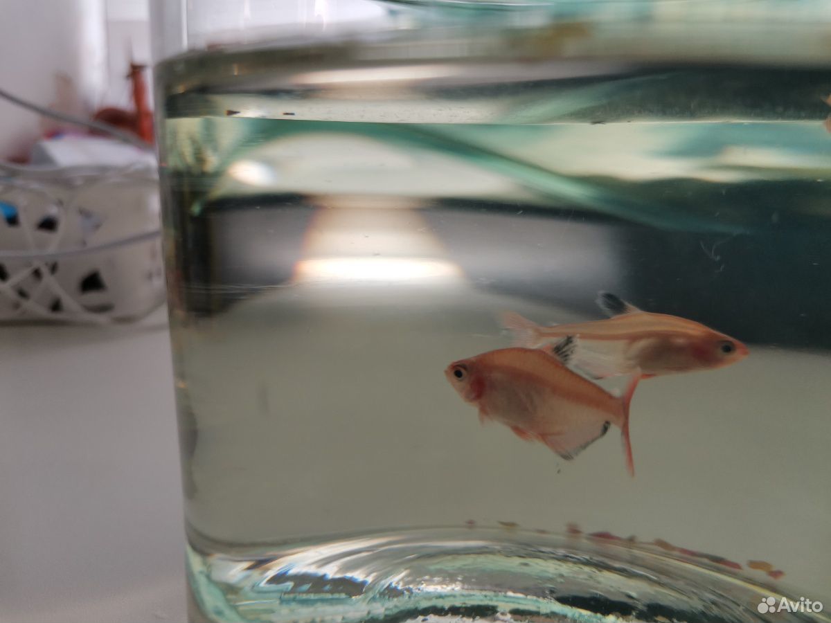 Бесплатно минор рыбка