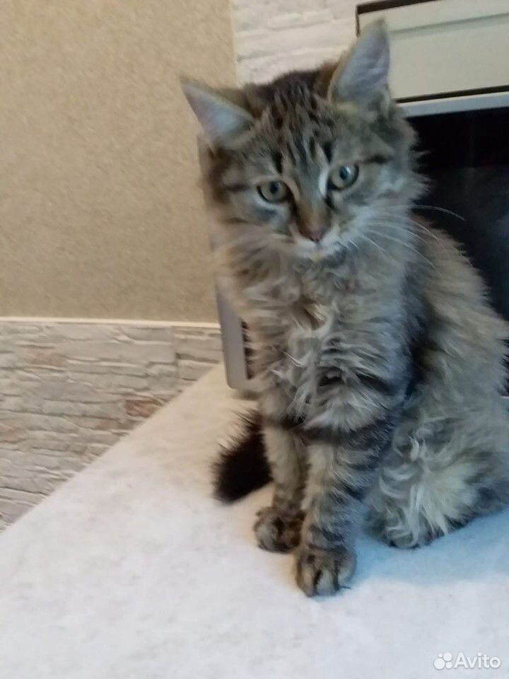 Котенок Рыся, 3 месяца