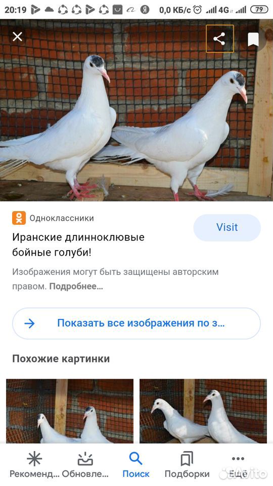 Голуби иранские