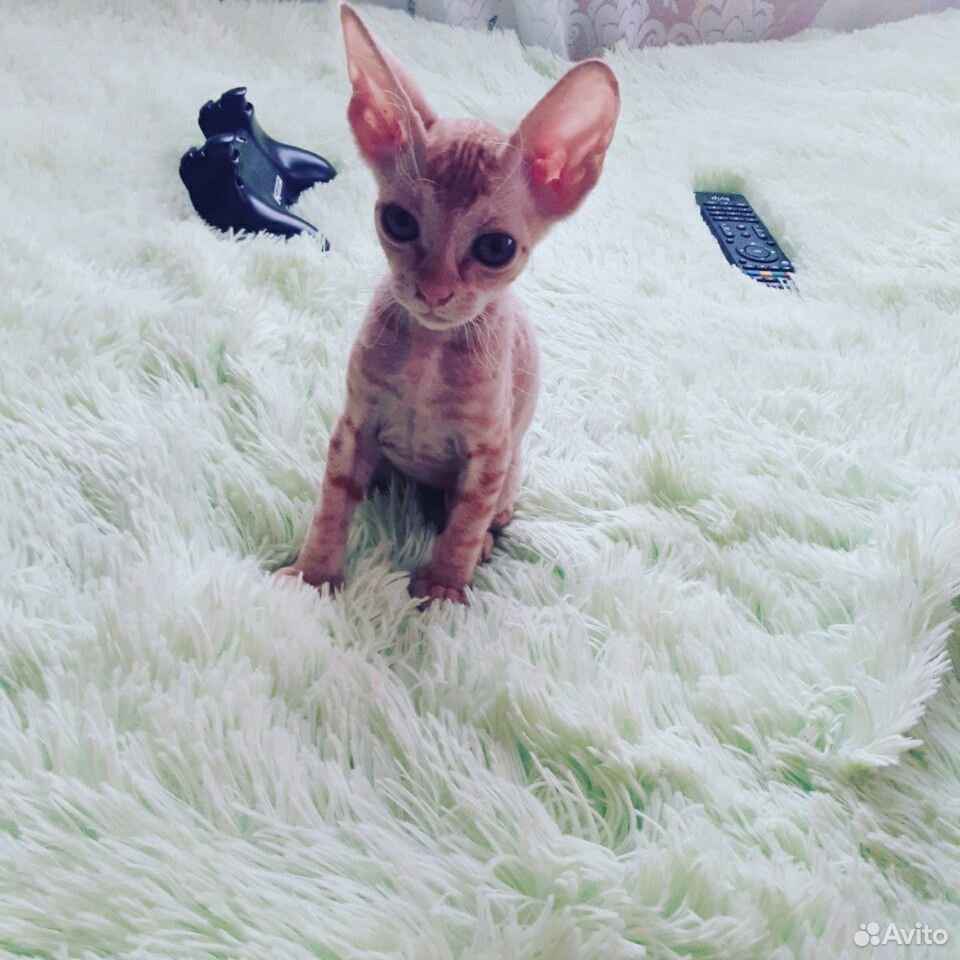 Донской сфинкс