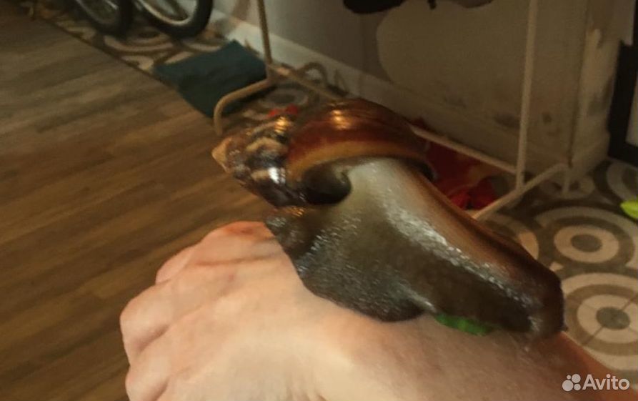 Улитка ахатина