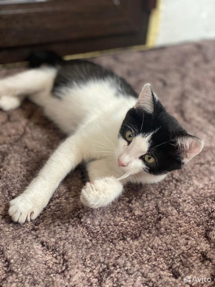 Котенок