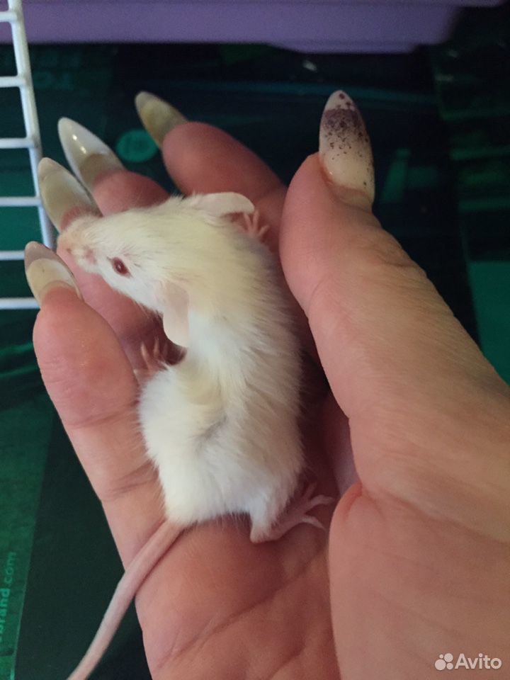 Кормовые мыши