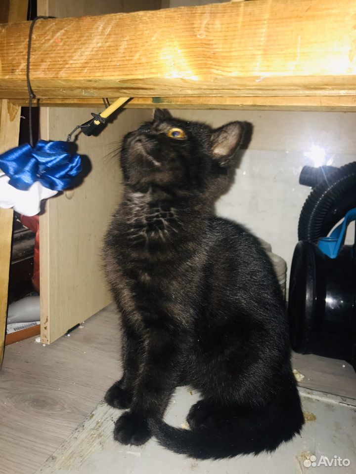 Британская