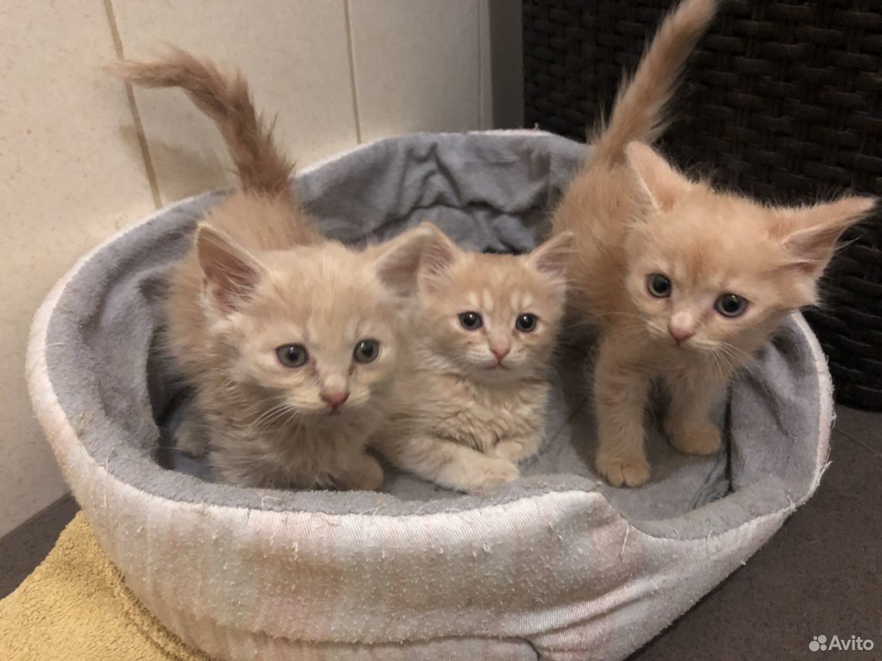Котята-мальчики, 1,2 мес