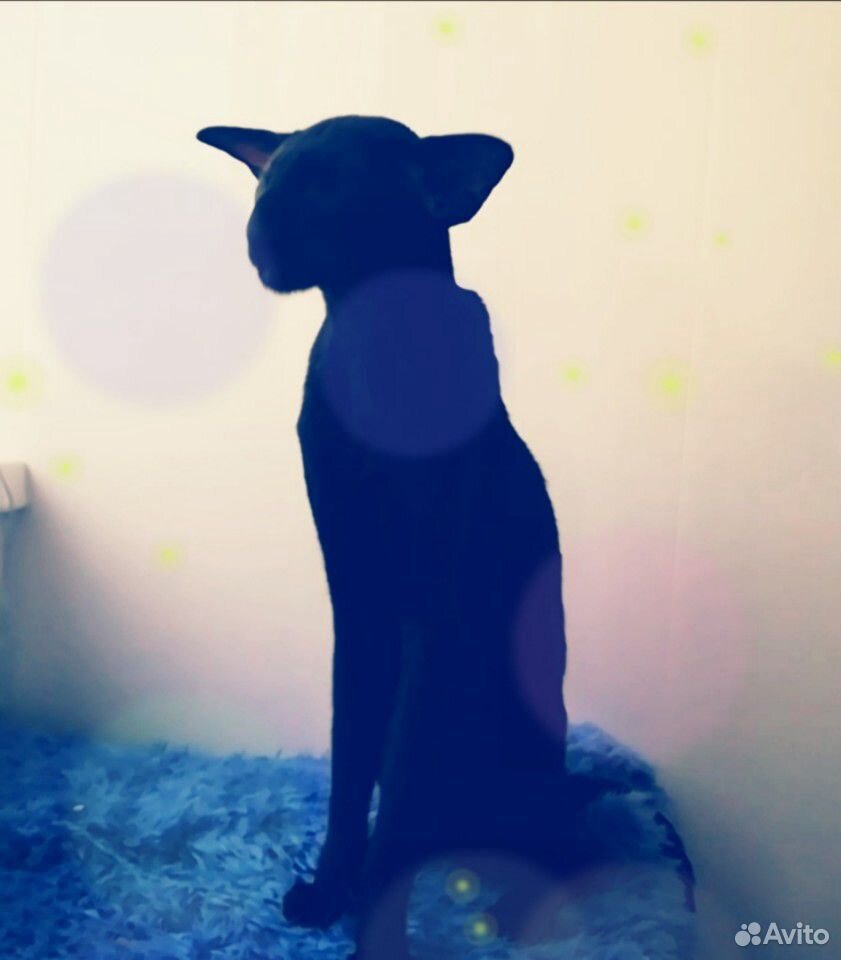 Вязка ориентал эбони