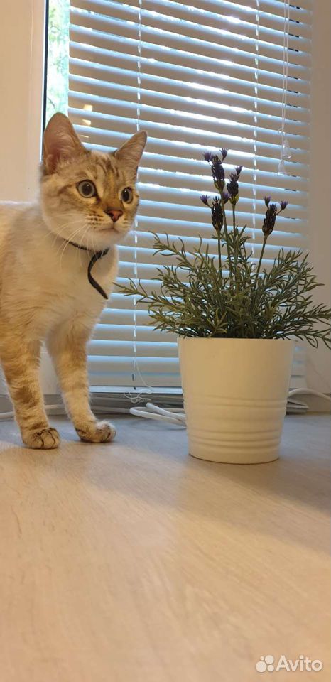 Котенок, 8 месяцев