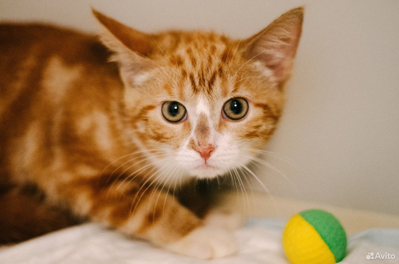 Котенок 3 месяца