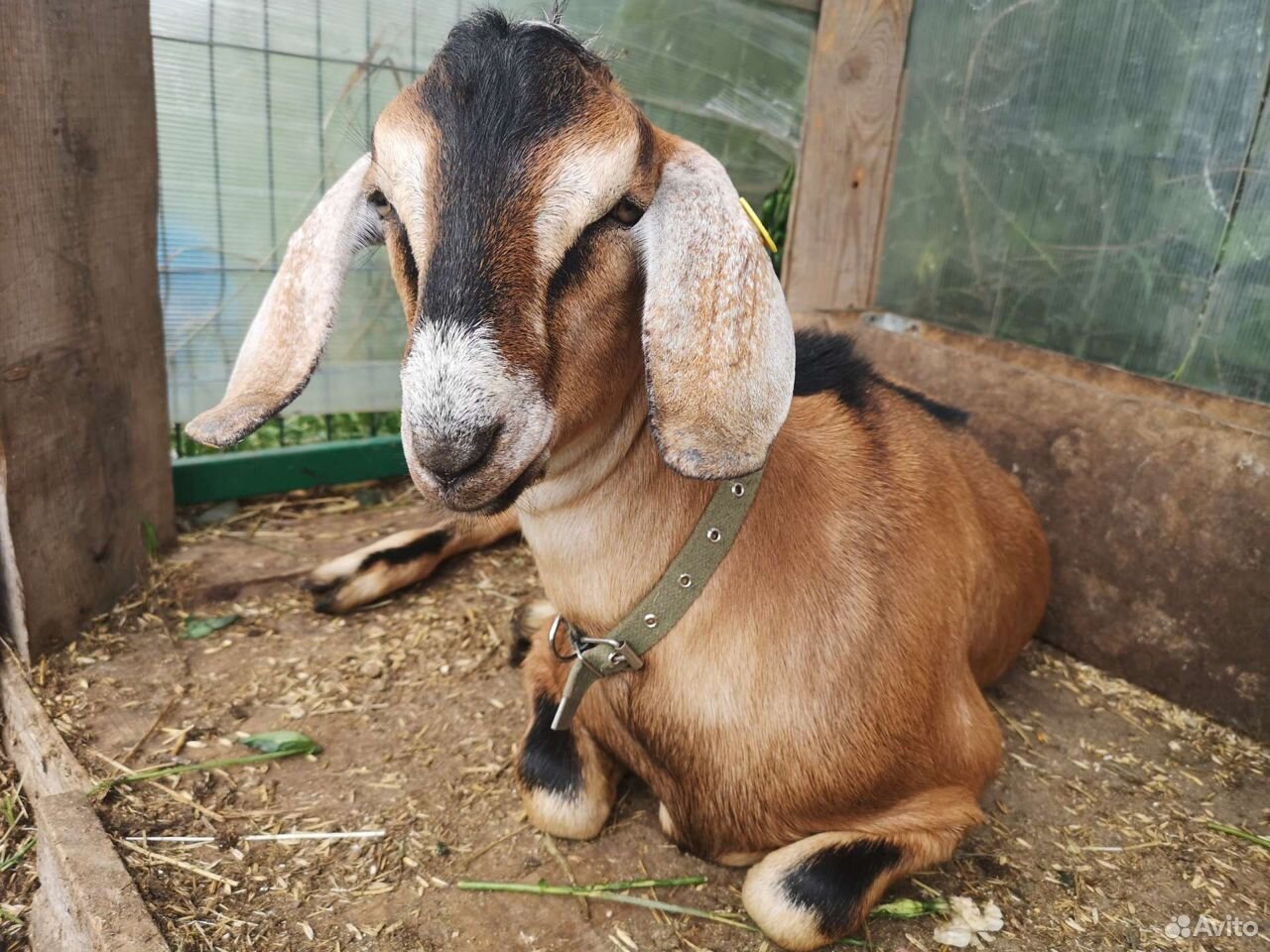 Козлы нубийские