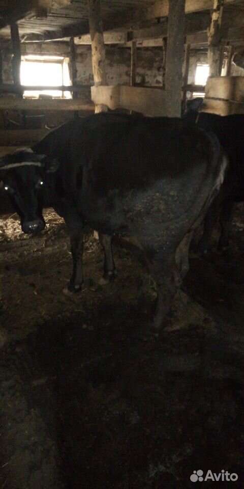 От кормление телята за 60т