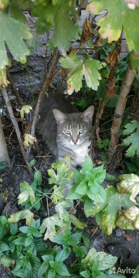 Диана- охотница)