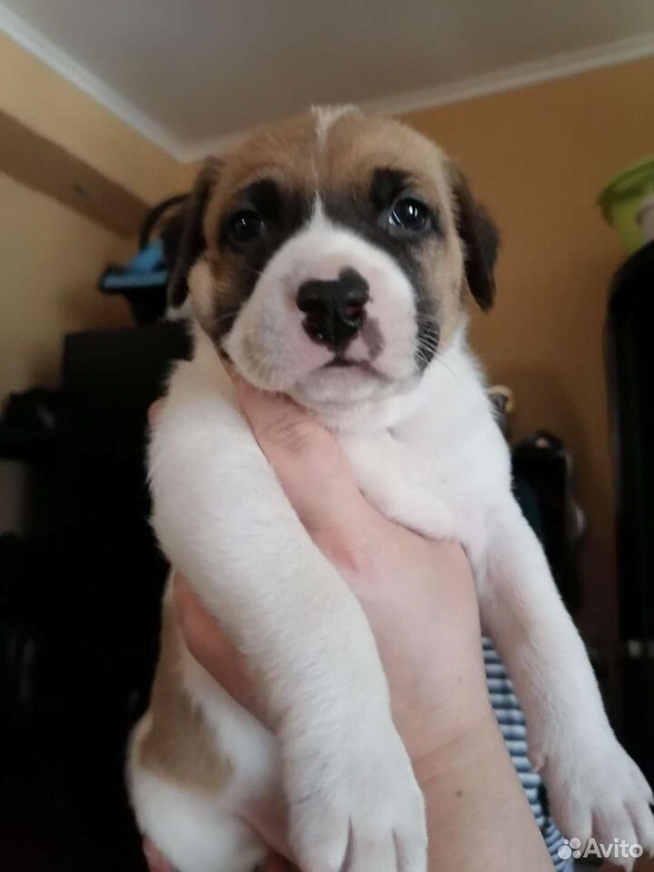 Стаффордширский терьер