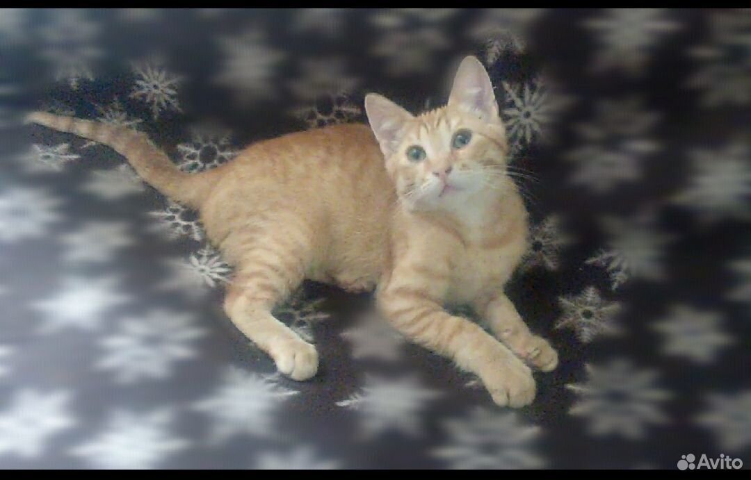 Рыжий малыш ищет дом,возраст 5 месяцев,ласковый