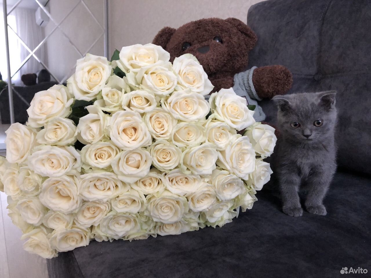 Британец Котёнок
