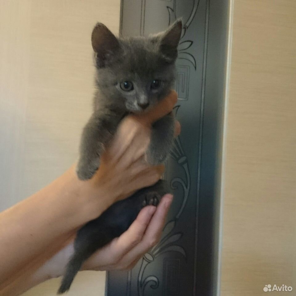 Отдам котят