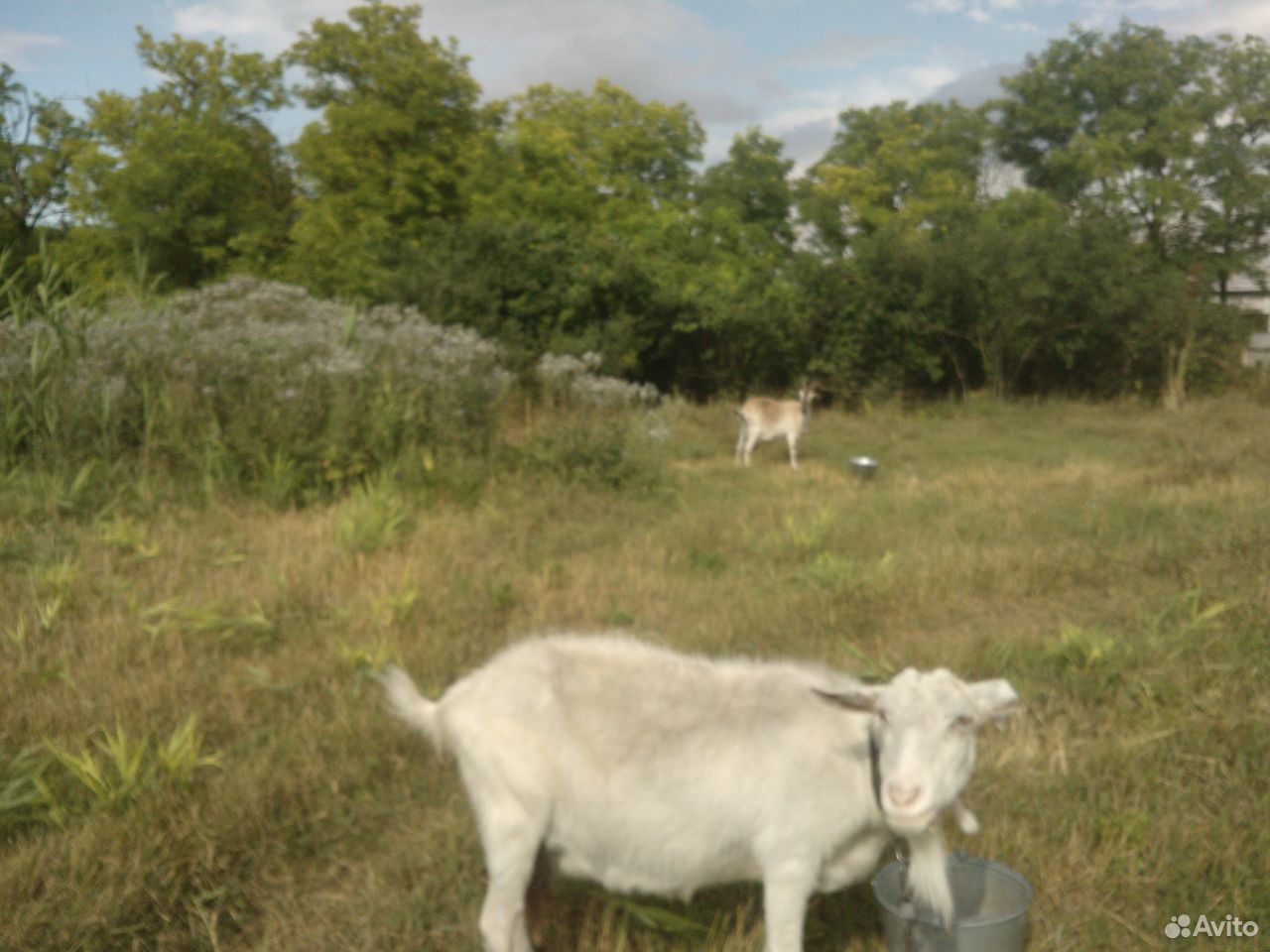 Продаётся дойная коза и козлики