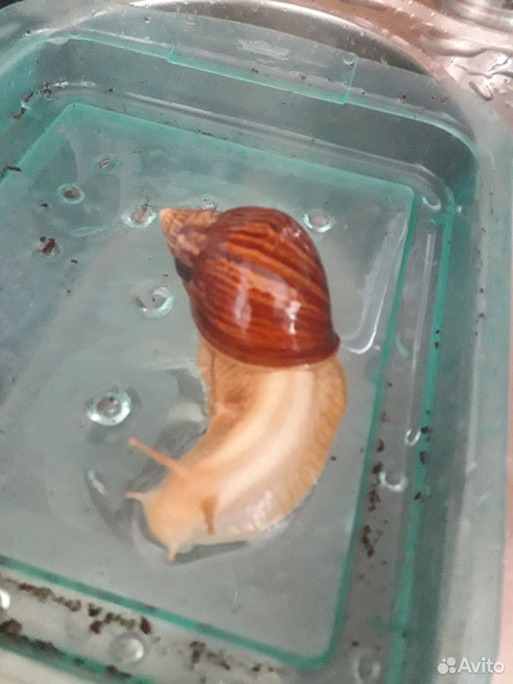 Улитка ахатина