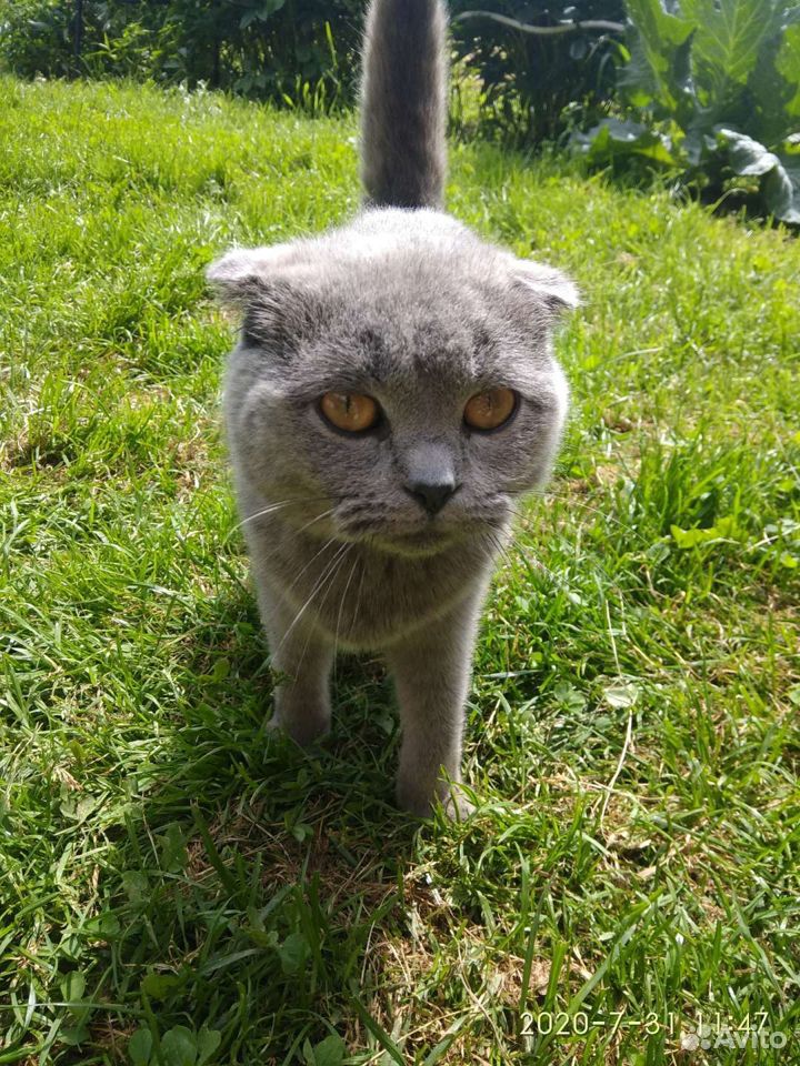 Шотландская кошечка