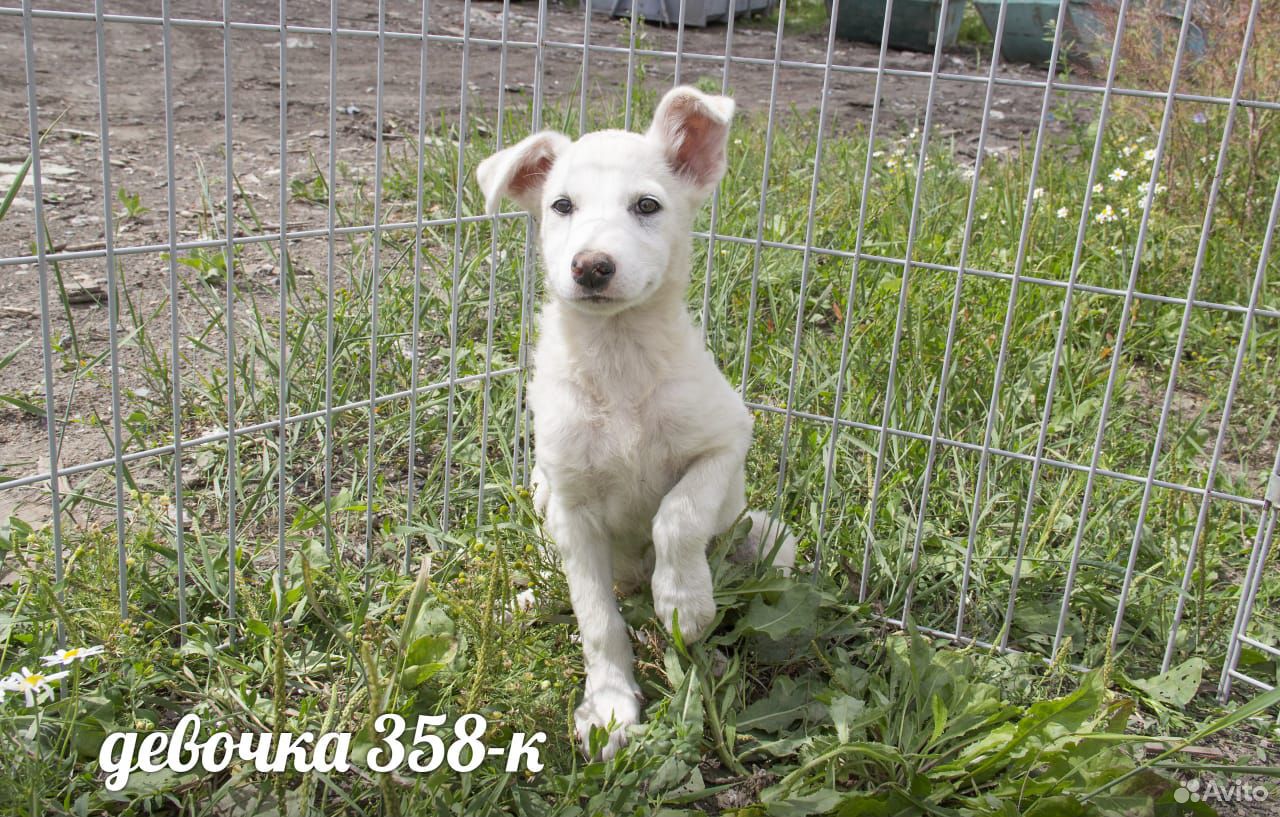 Щенок девочка 4 месяца стерилизована