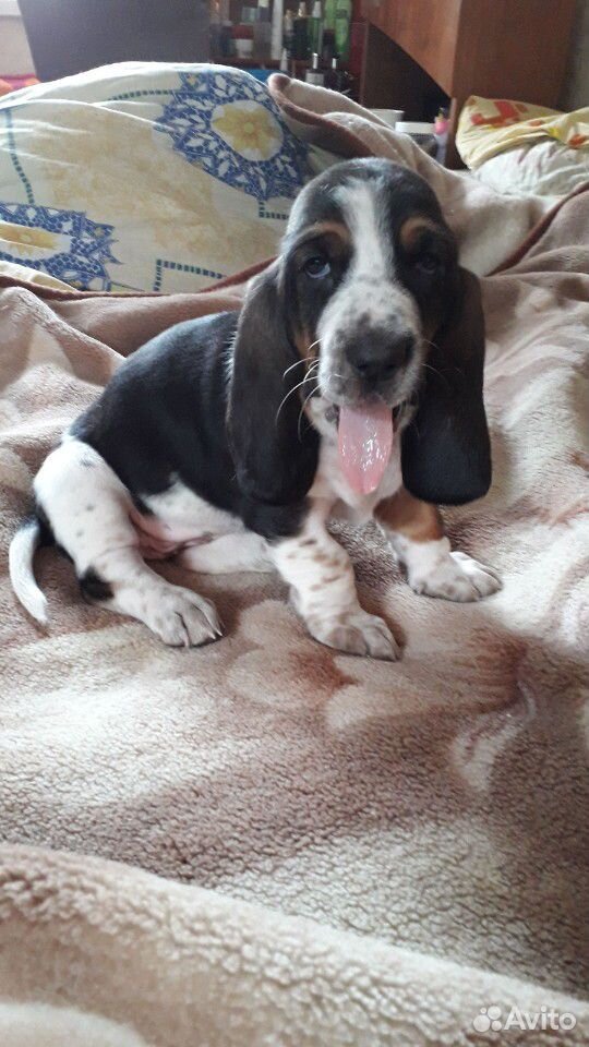 Девочка Бассет хаунд