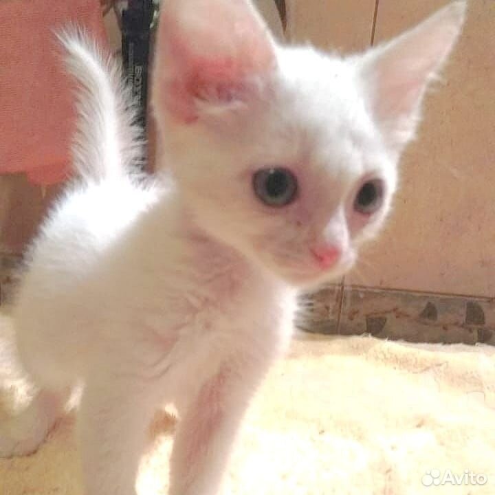 Снежана 20.06.20