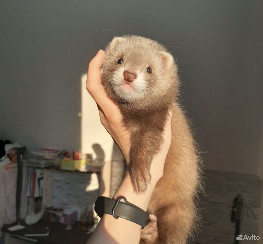 Хорек