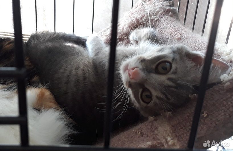 Котенок в клеточке