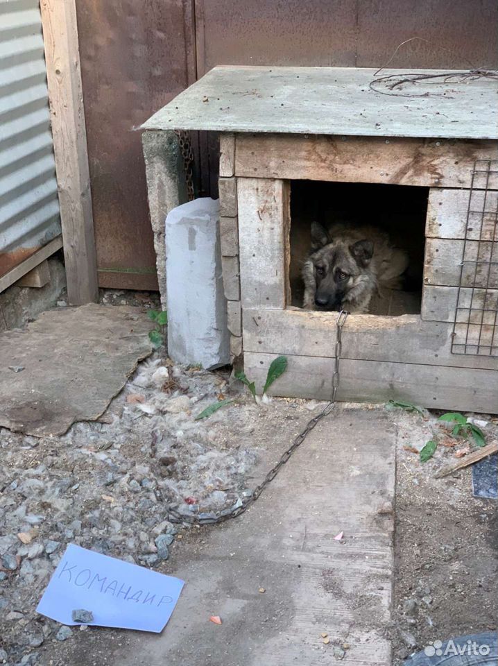 Никому не нужный пёс - Мухтар