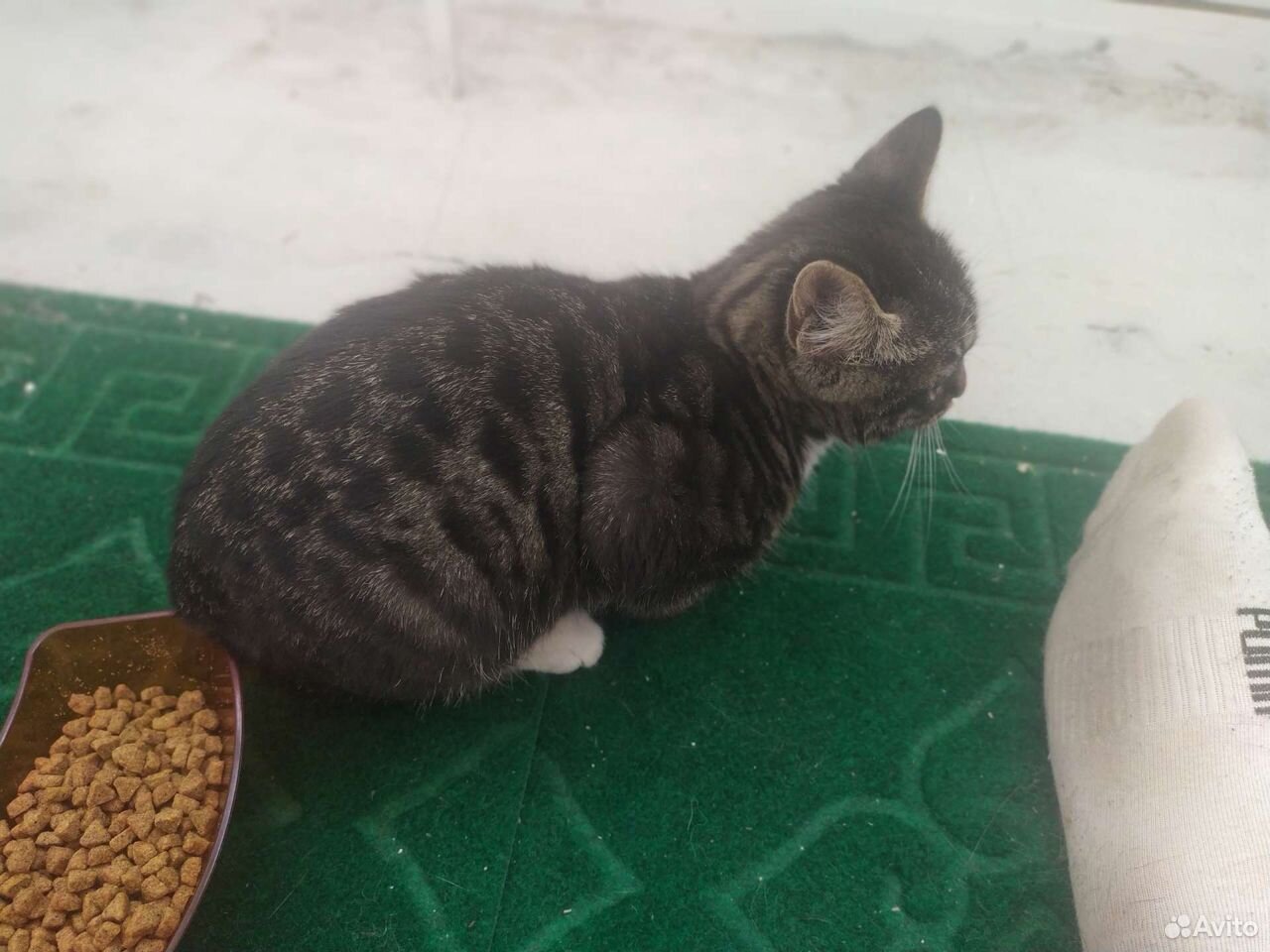 Пушистик ищет семью. котик для счастья