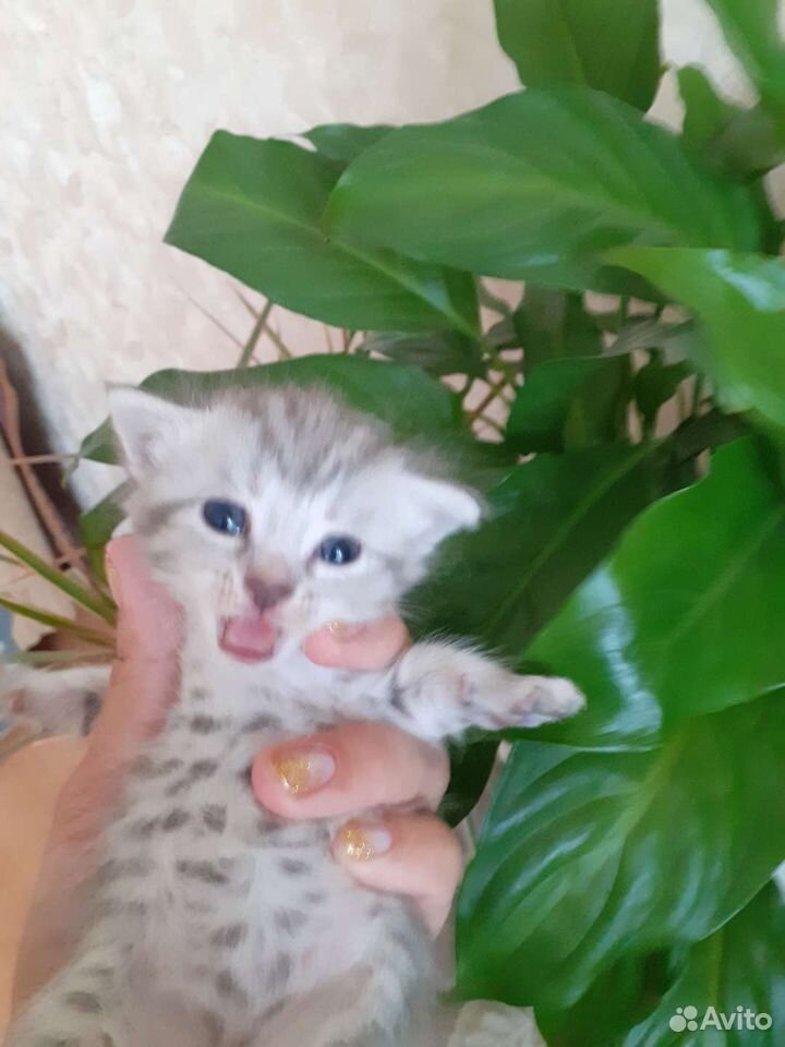 Кошка