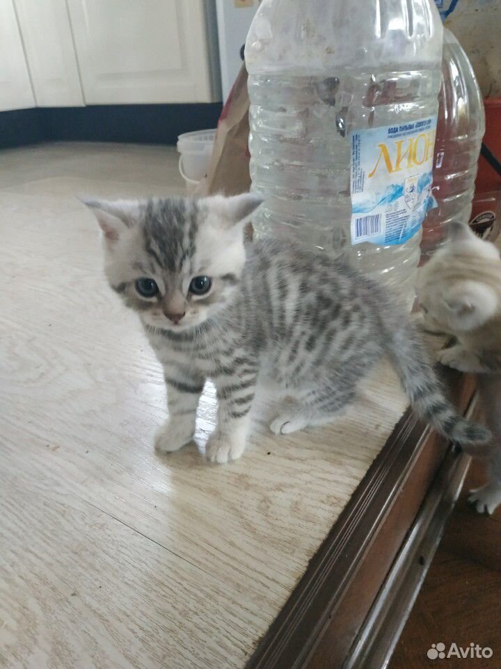 Котенок британская остроухая