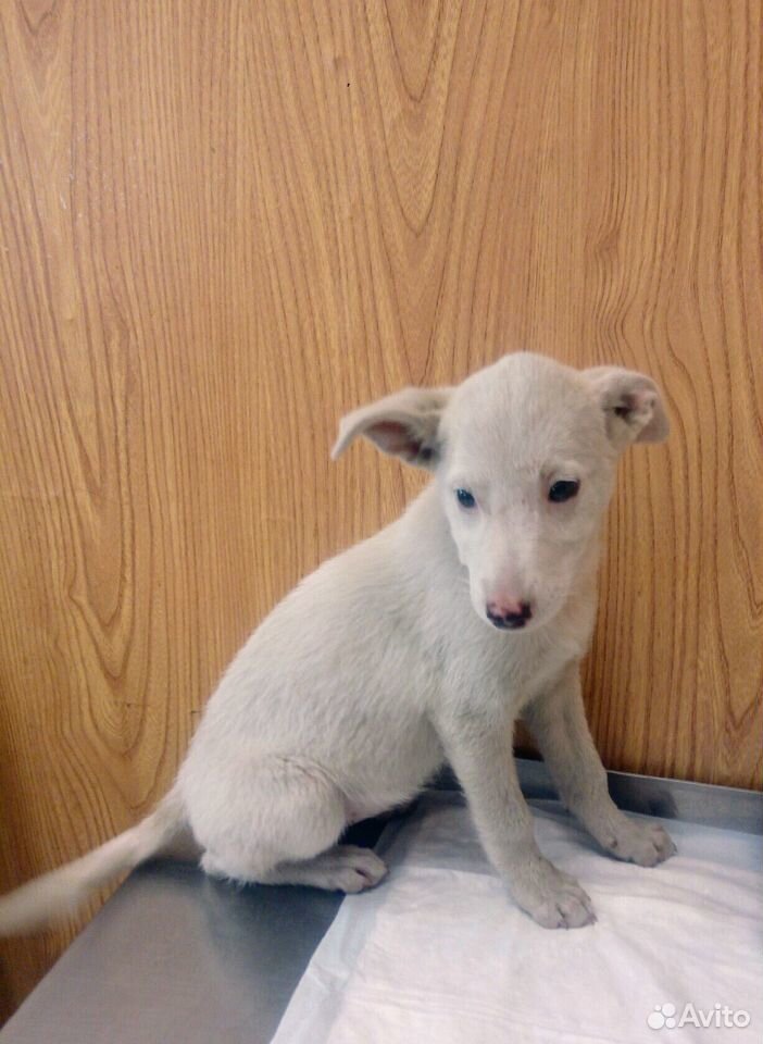 Щенок, Альба, 4 мес