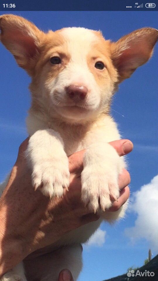 Щенок необыкновенной красоты 2 месяца