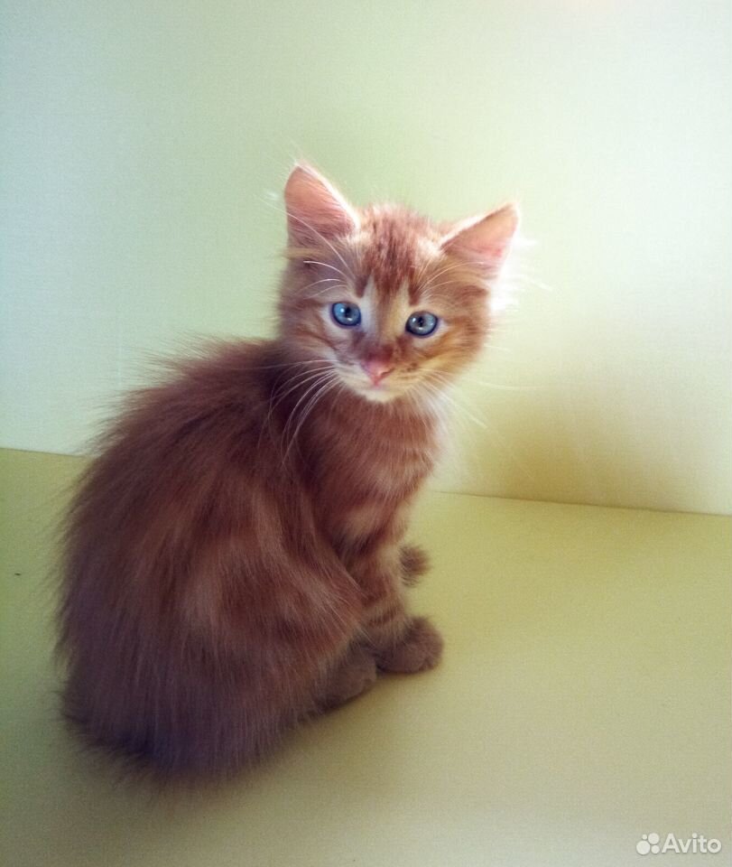 Рыженький котенок