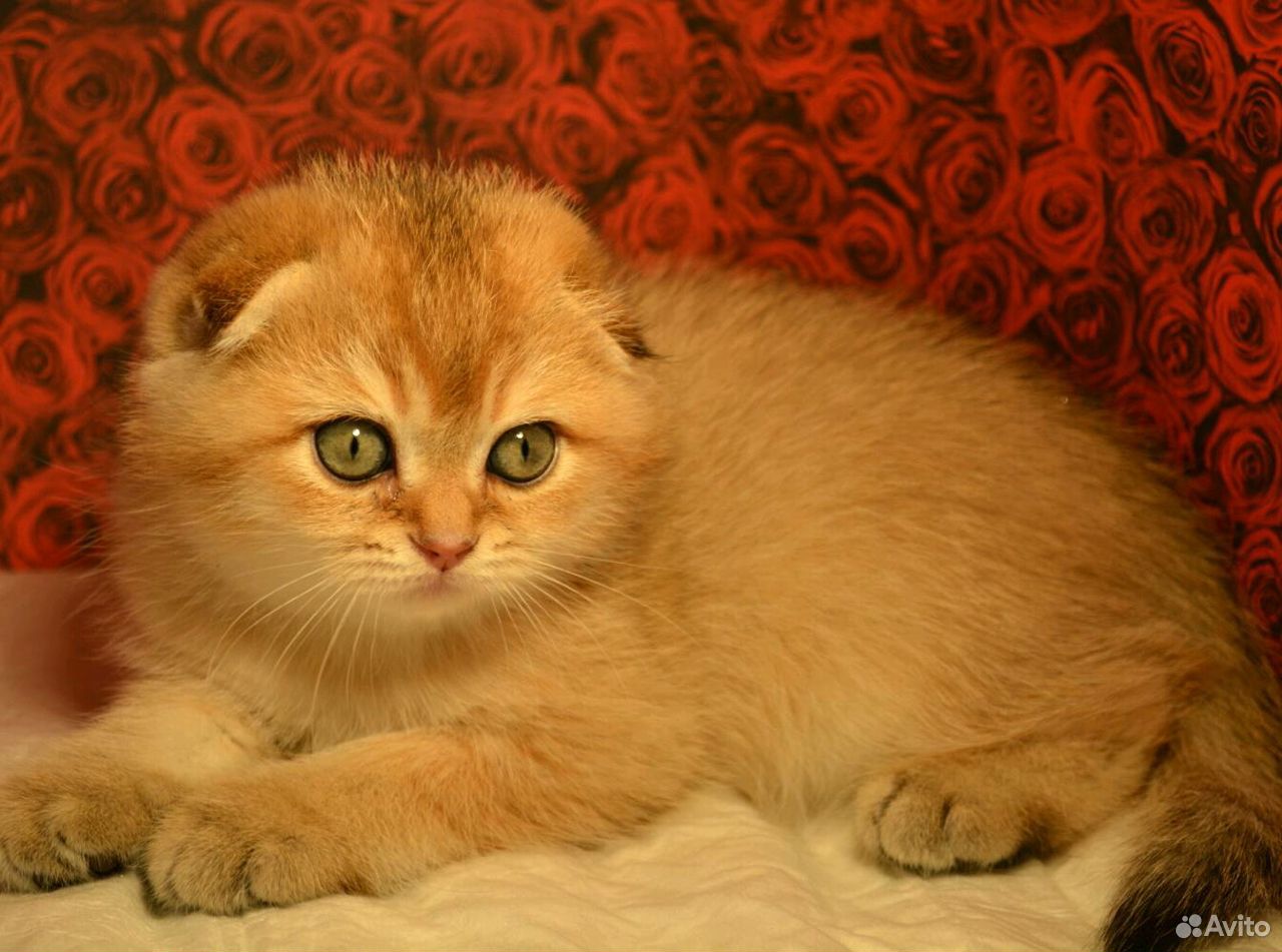 Окрас Золотая Шиншилла, Шотландцы, Очаровашки