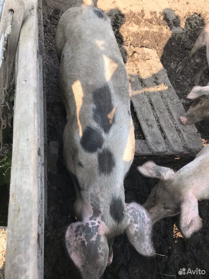 Боров на племя