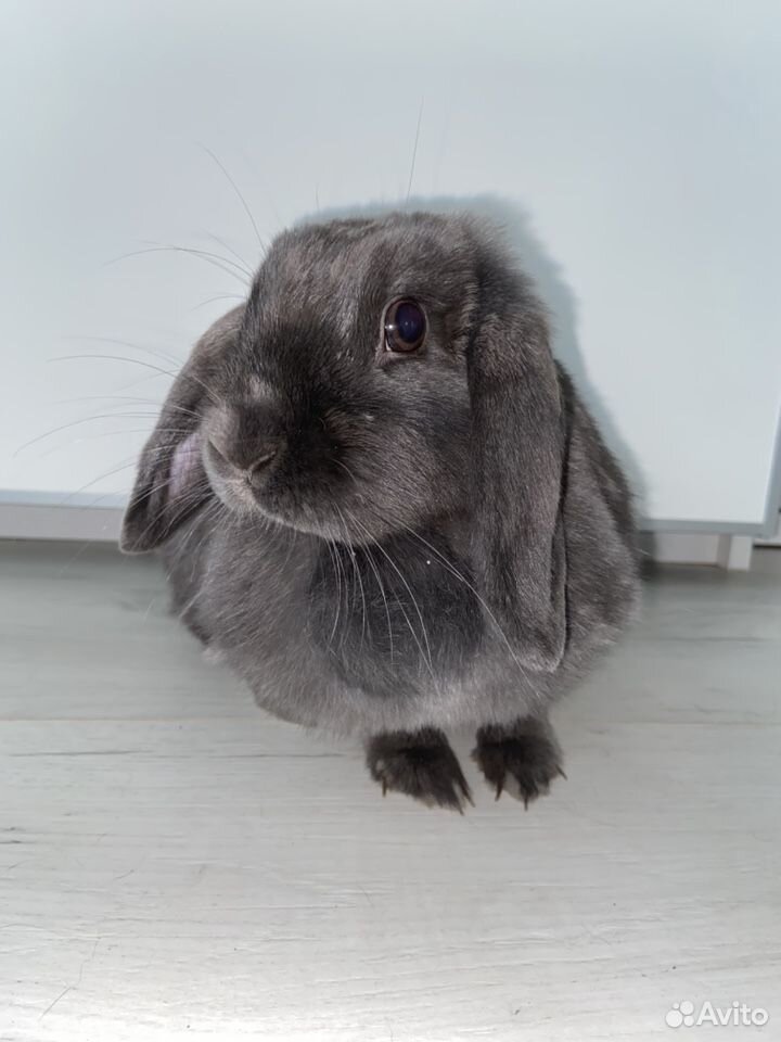 Кролик вислоухий