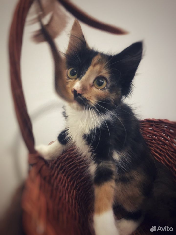 Котёнок девочка (2,5 мес) в добрые руки