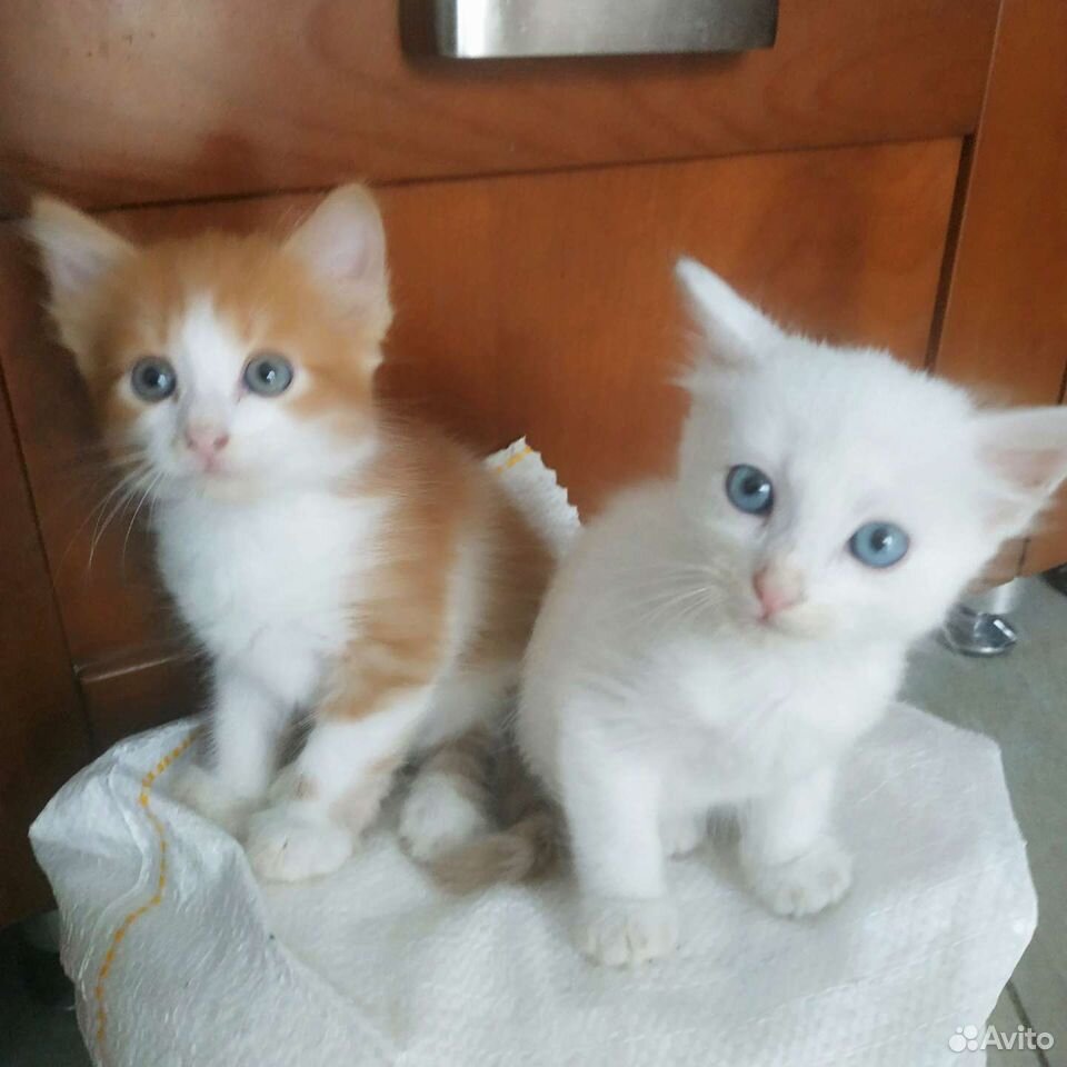 Котики от Турецкой ангоры