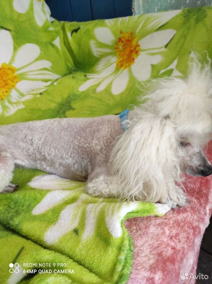 Пудель вязка мальчик