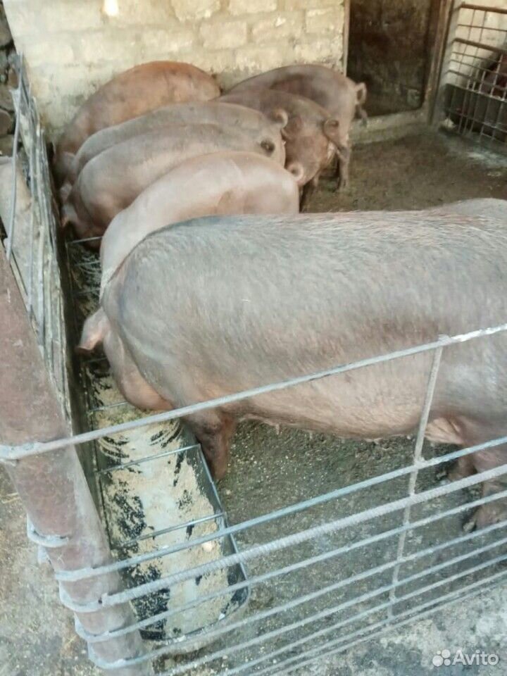 Дюрки свиньи, свиноматка, свинки