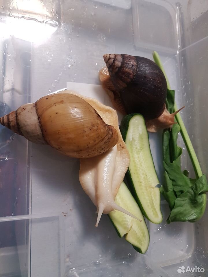 Улитки ахатин