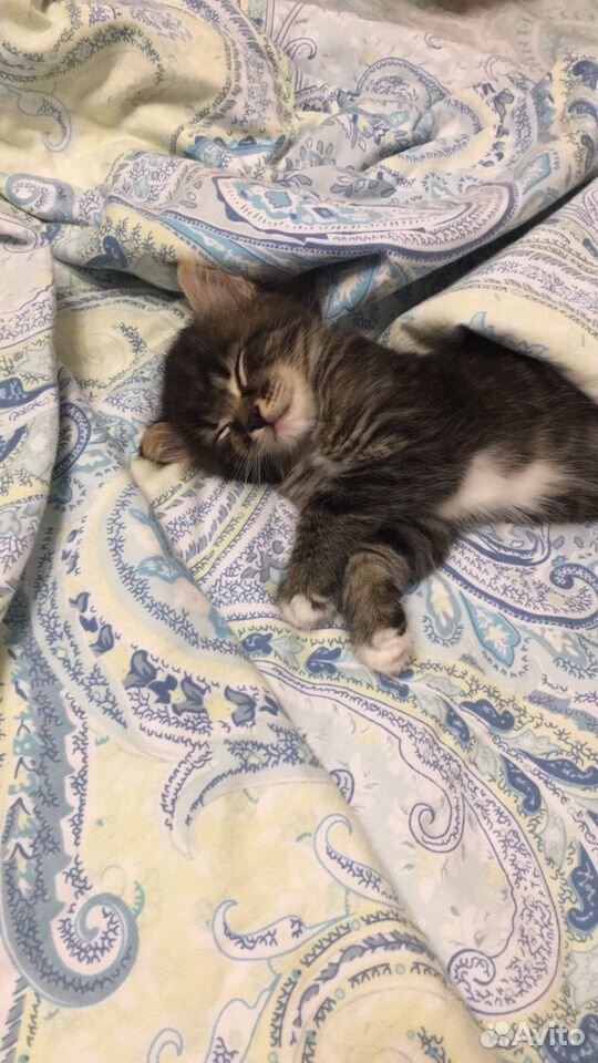 Котёнок Лаки