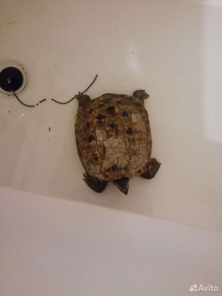 Черепаха