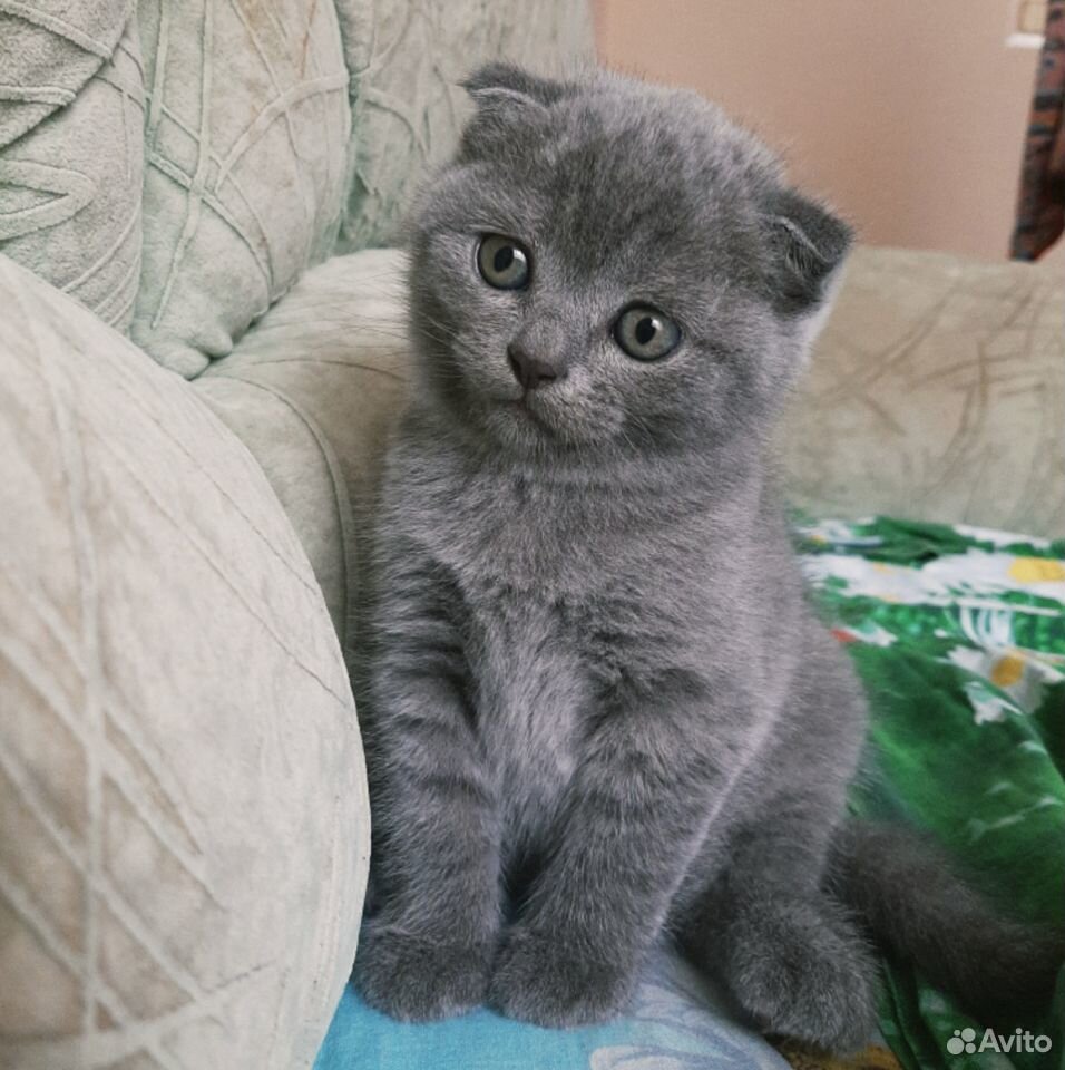 2 девочки шотландской вислоухой (скоттиш-фолд) пор