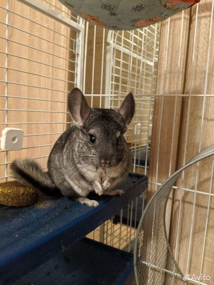Две шиншиллы с клеткой