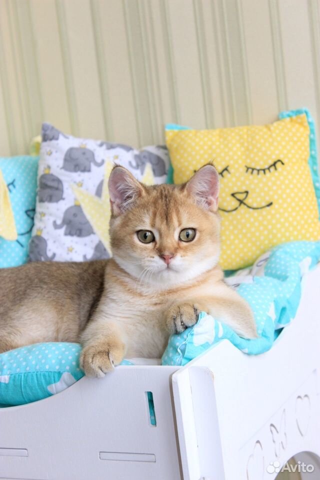 Британский кот Ван