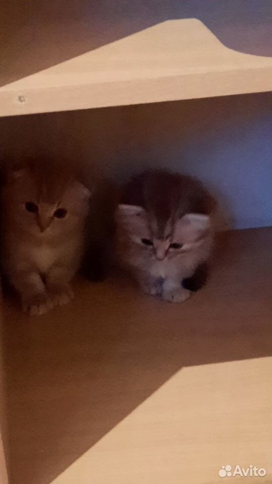 Котята