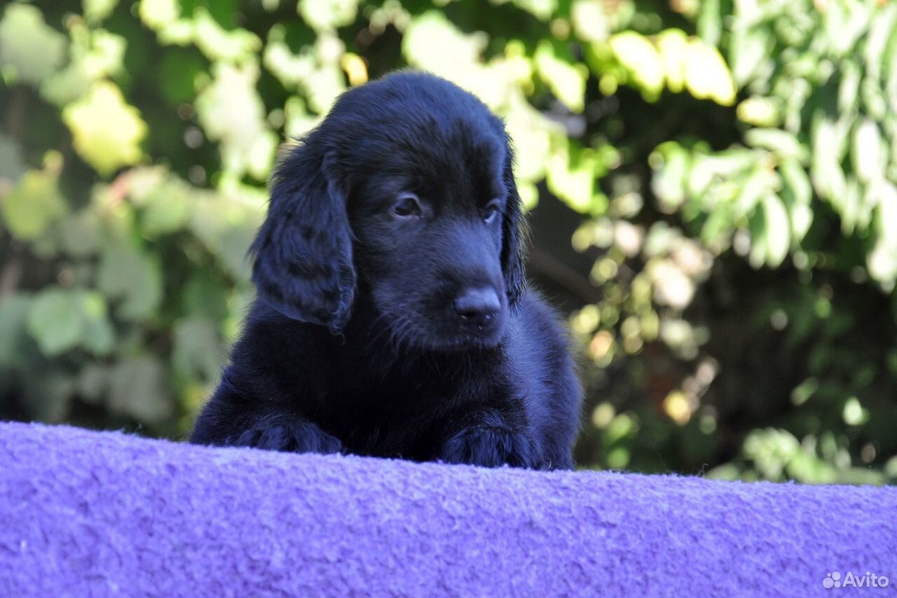 Прямошерстный ретривер (FlatCoated Retriever) щенк