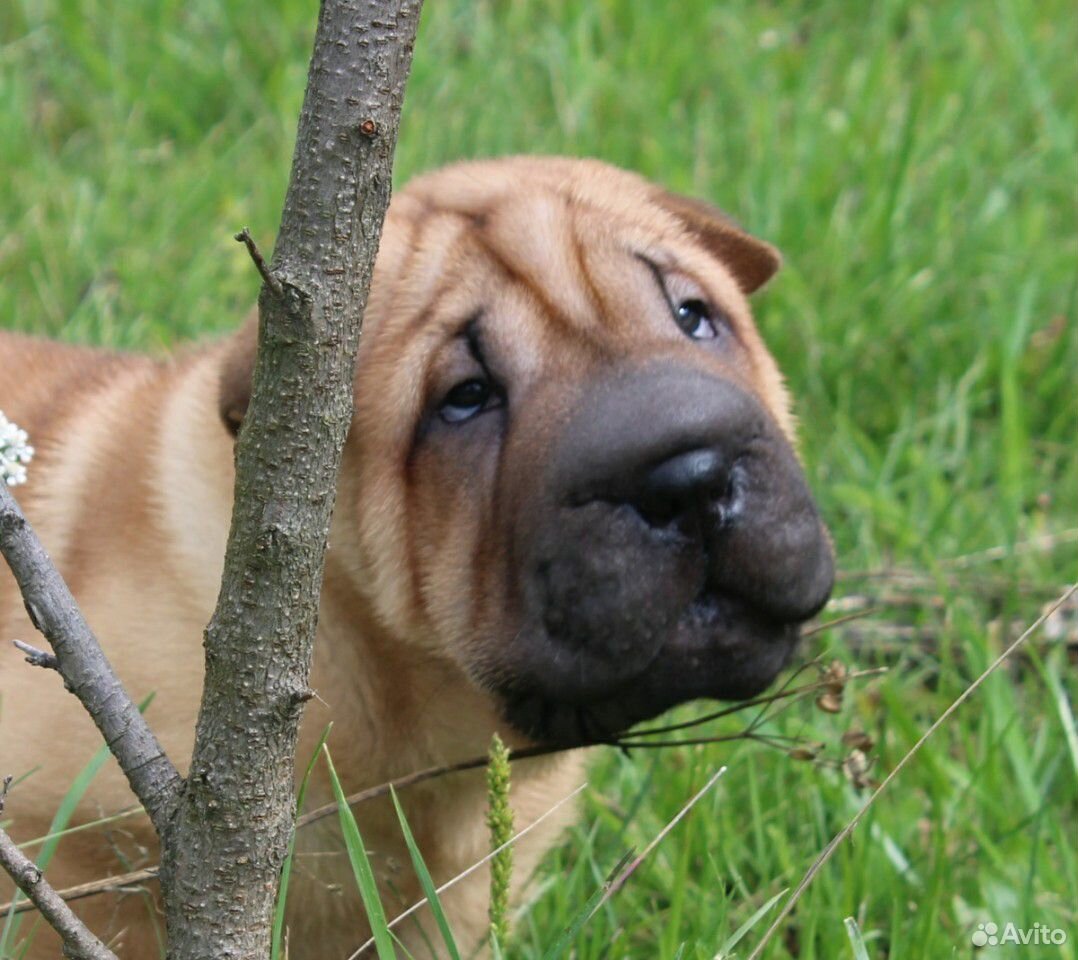 Шикарные мальчишки шарпея